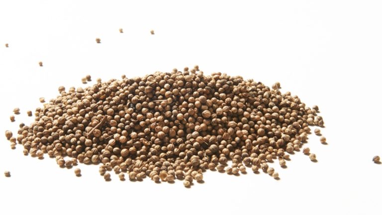 KETUMBAR | IMAGELICIOUS